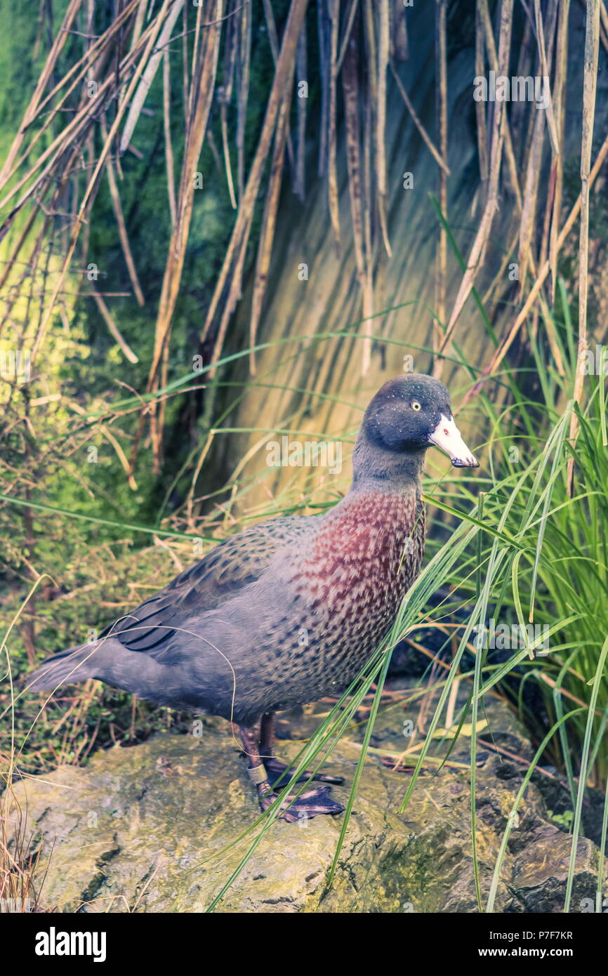 The blue duck (Hymenolaimus malacorhynchos) is a member of the duck ...