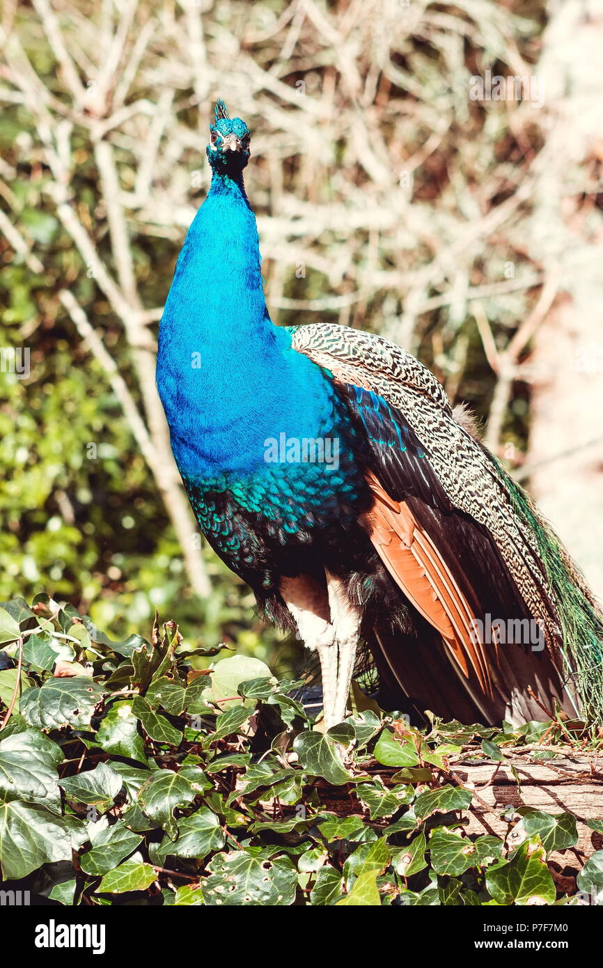 The Indian peafowl or blue peafowl (Pavo cristatus), a large and ...