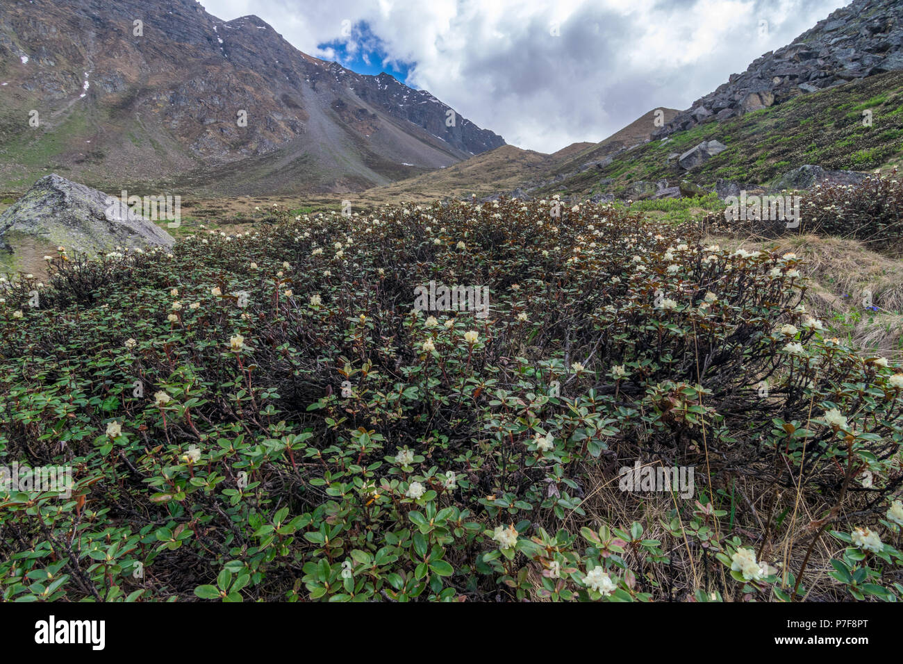 Chitkul Village Trek, Himachal Pradesh Stock Photo - Alamy
