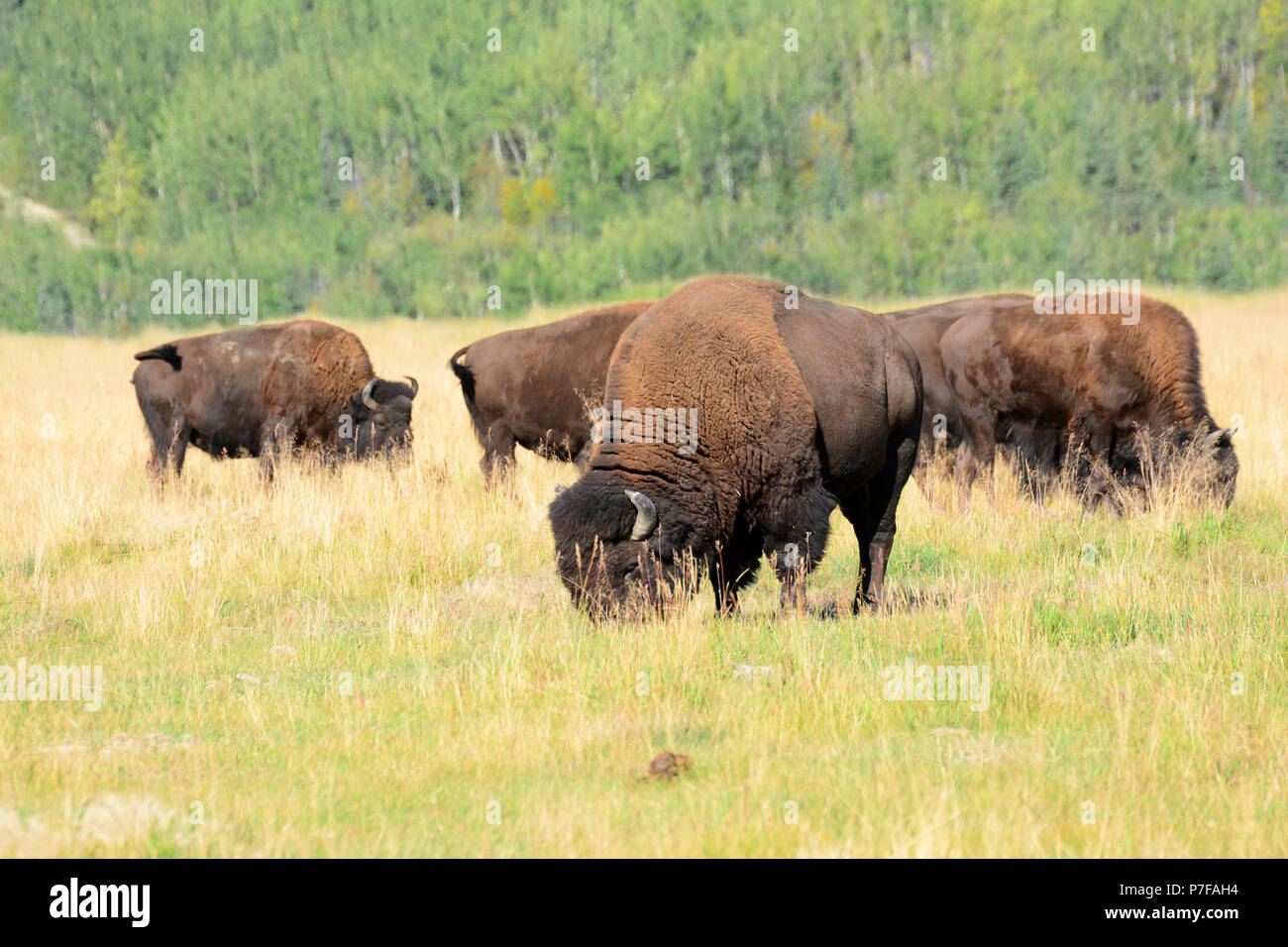 American bison herd grazing hi-res stock photography and images - Alamy