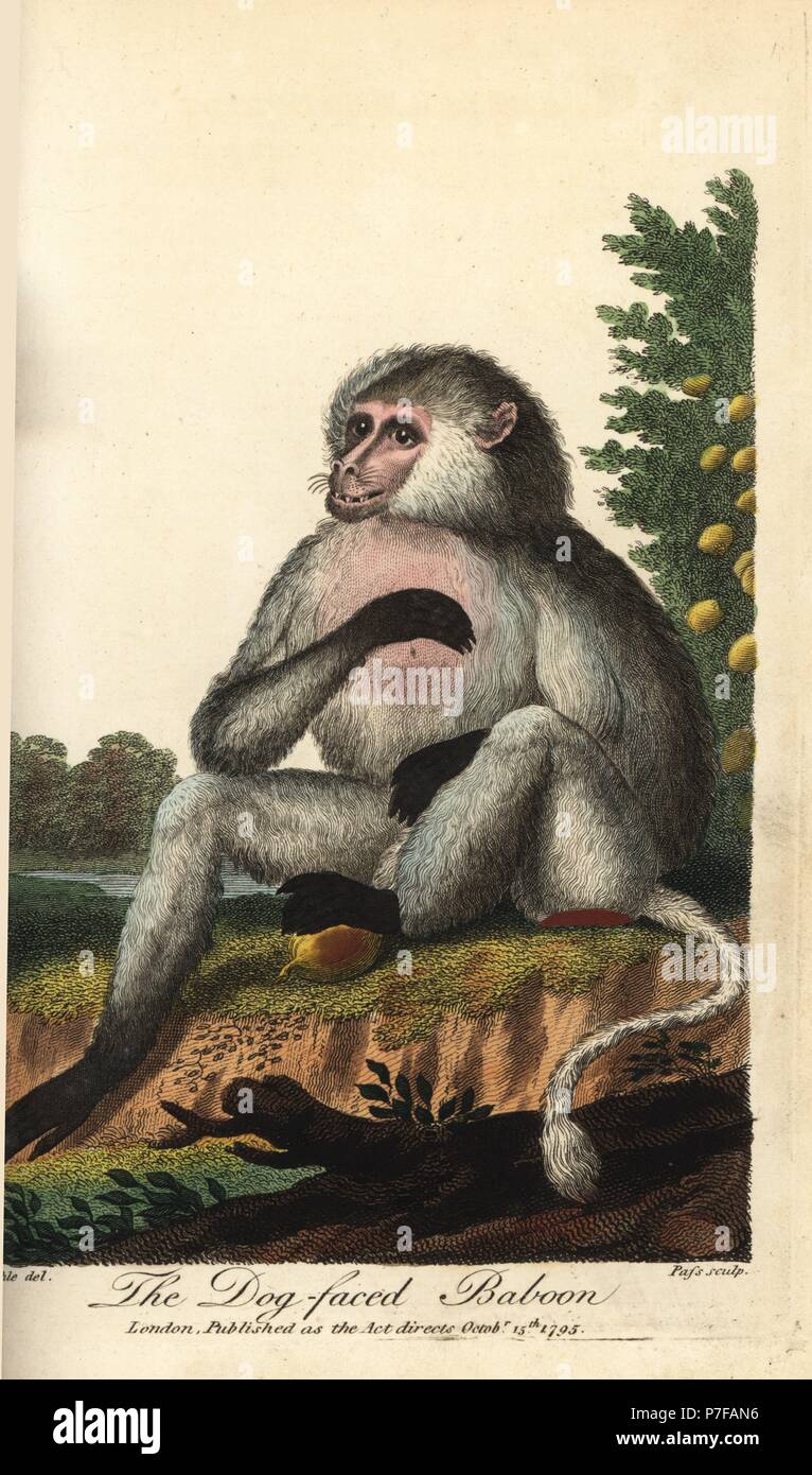 Yellow baboon, Papio cynocephalus. Dog-faced baboon. Handcoloured ...