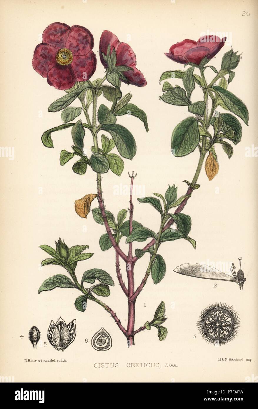 Pink rock-rose or ladano, Cistus creticus. Handcoloured lithograph by ...