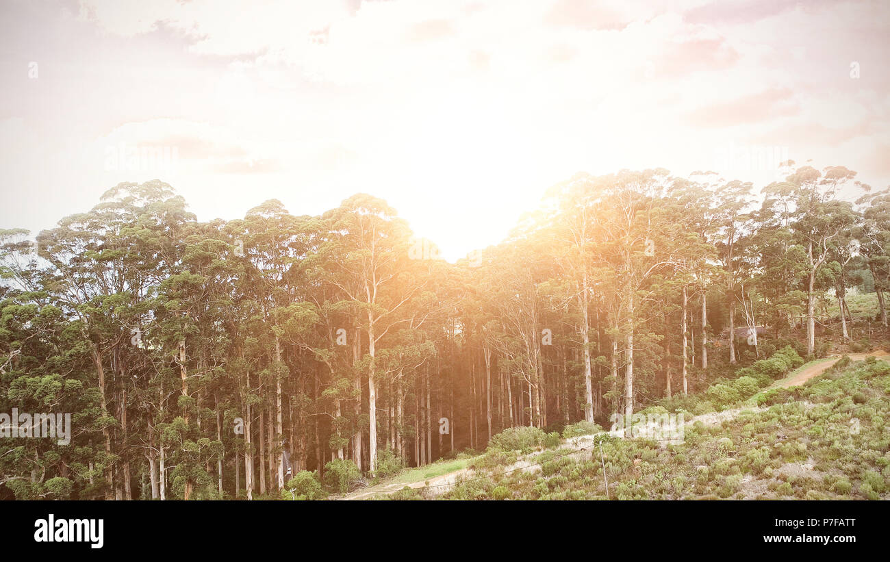 Forest under sunset sunbeams Stock Photo - Alamy
