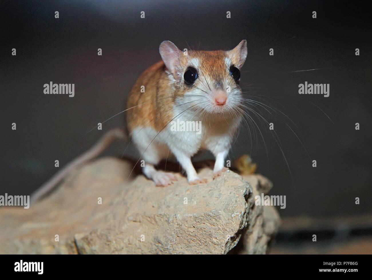 Lesser Egyptian Gerbil (Gerbillus gerbillus Stock Photo - Alamy
