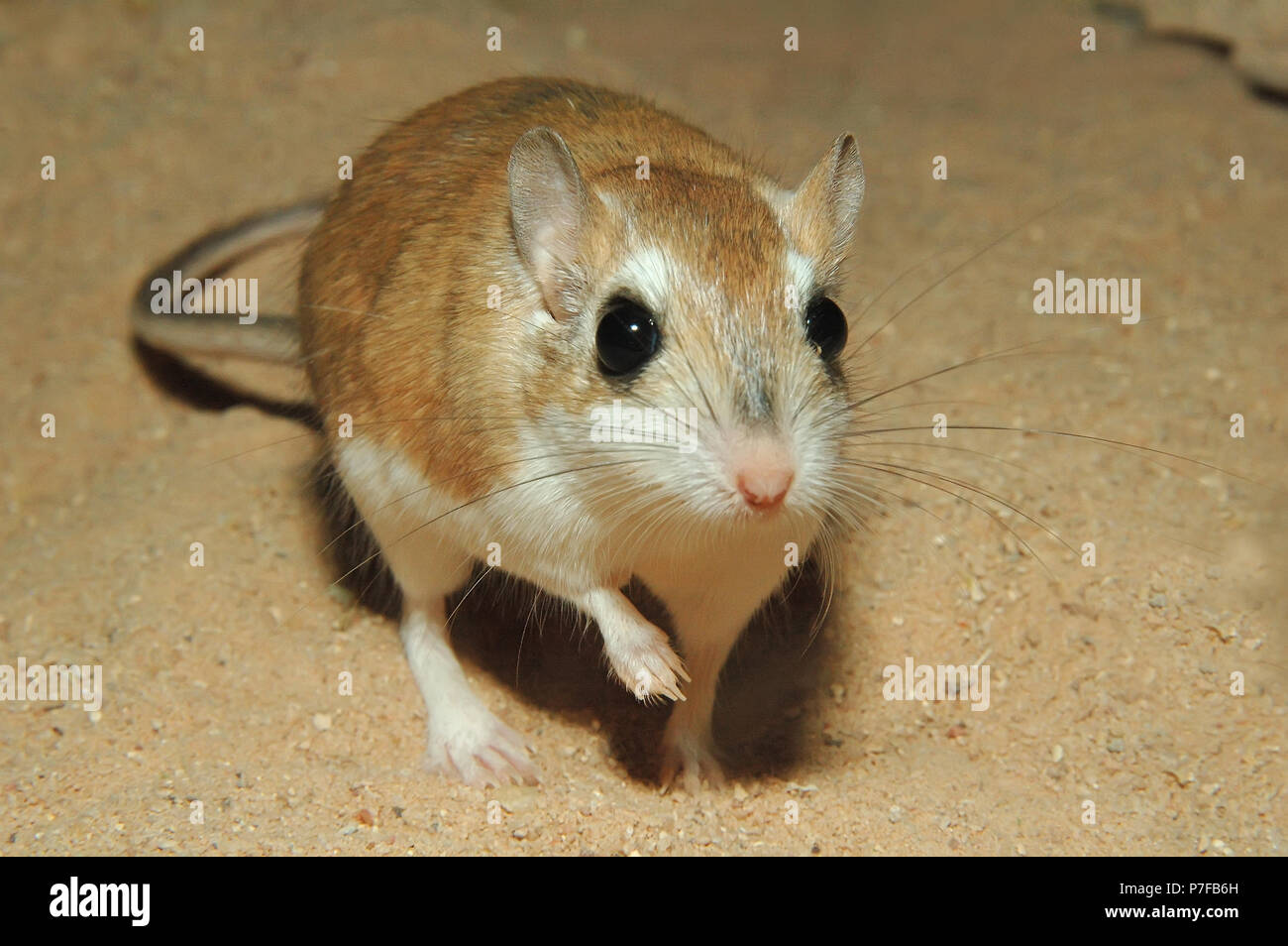 Lesser Egyptian Gerbil (Gerbillus gerbillus Stock Photo - Alamy