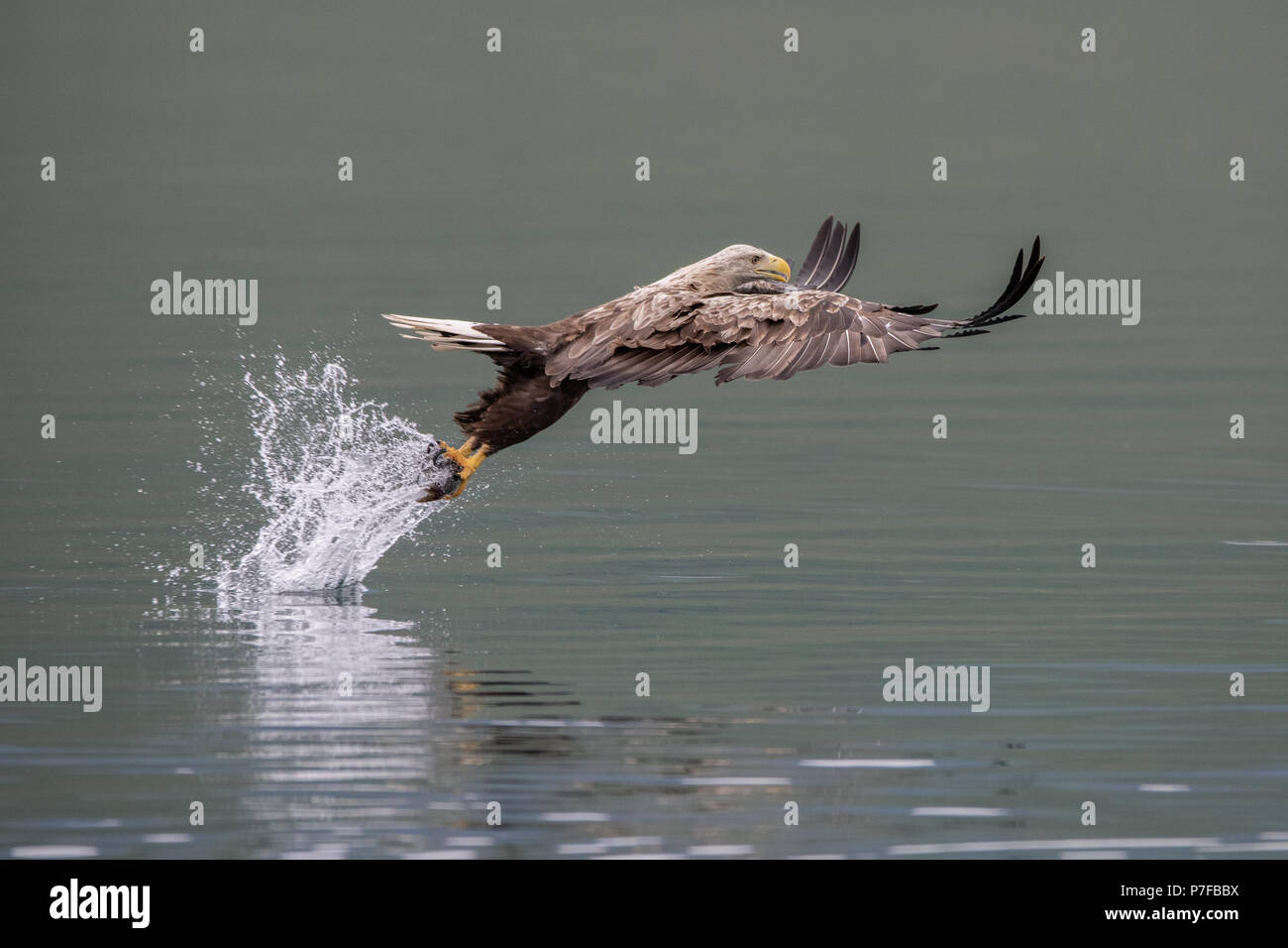 White Tailed Sea Eagle Catching Fish Stock Photo - Alamy