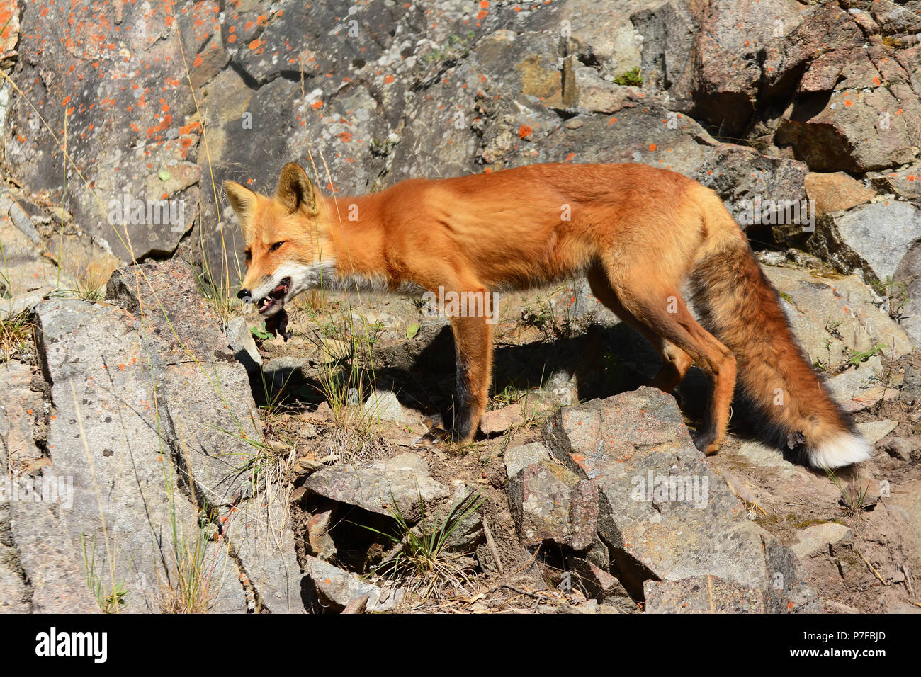 Animal behavior vulpes vulpes hi-res stock photography and images - Alamy