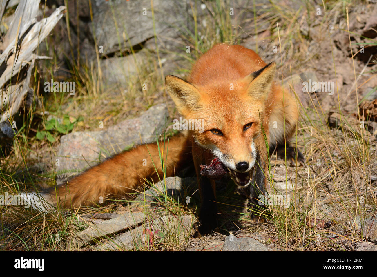 Red fox vulpes vulpes eating hi-res stock photography and images - Alamy