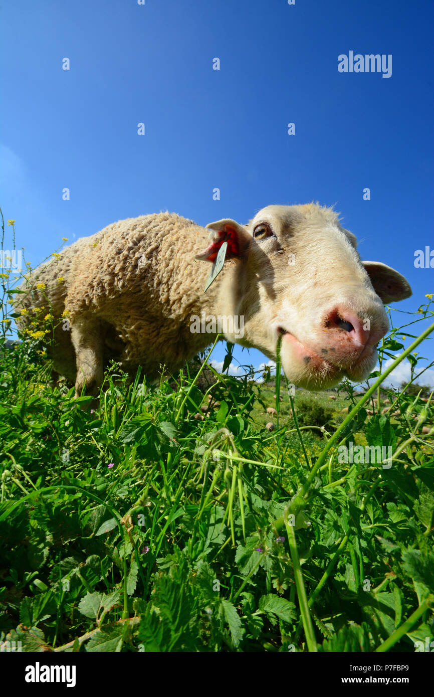 Adult Sheep High Resolution Stock Photography and Images - Alamy