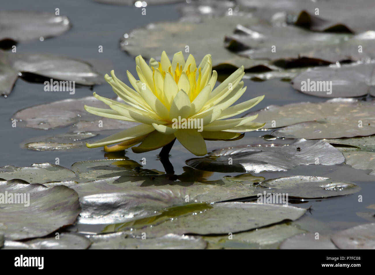 Yellow waterlily hi-res stock photography and images - Alamy