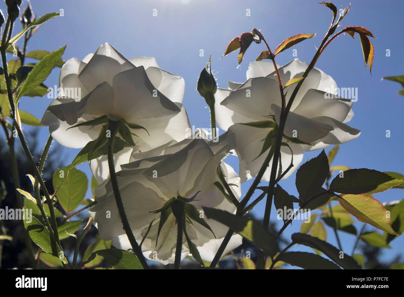 White and pink roses in a rose garden in a botanical garden in Warsaw ...
