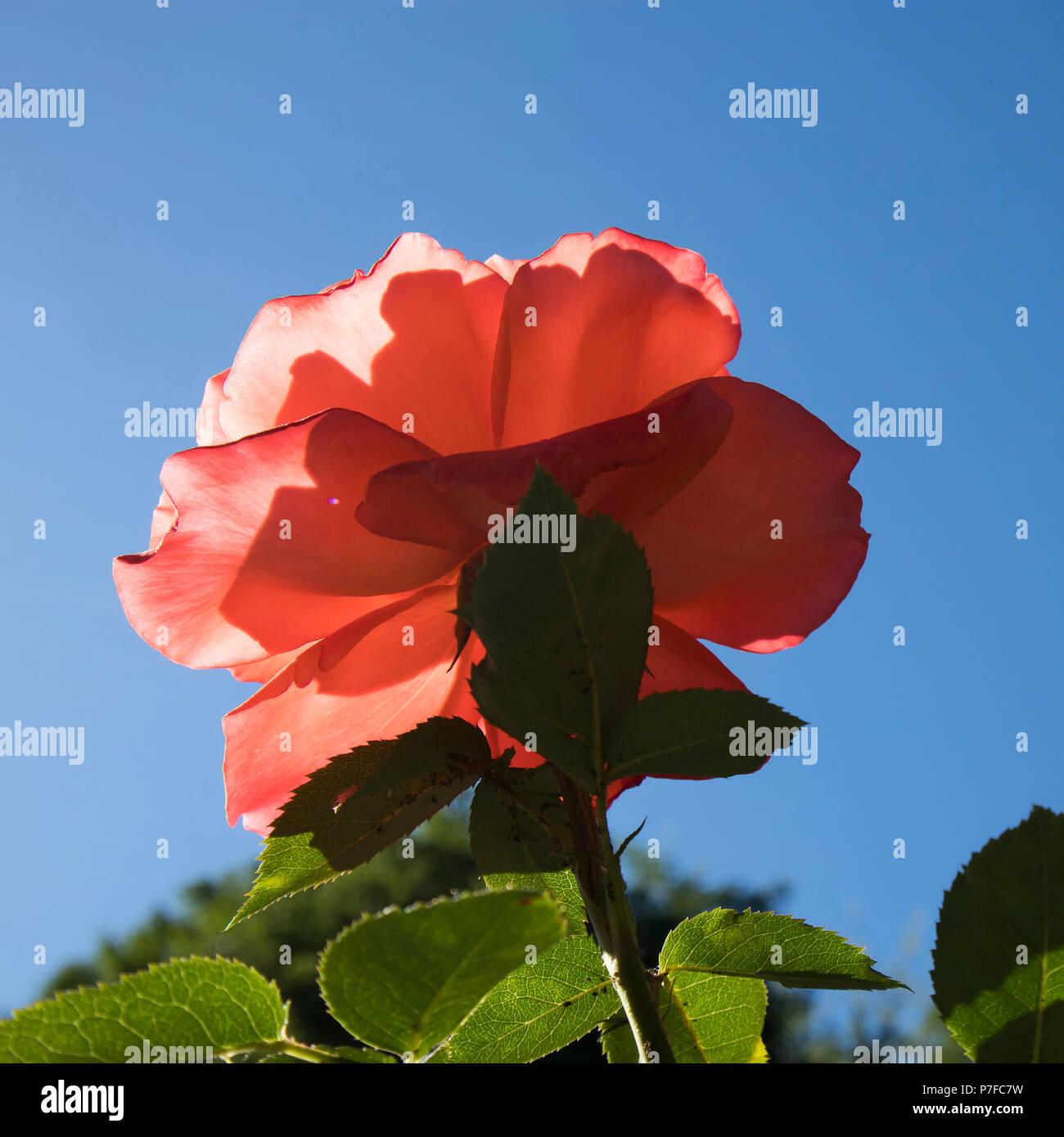 Standard roses pink red hi-res stock photography and images - Alamy