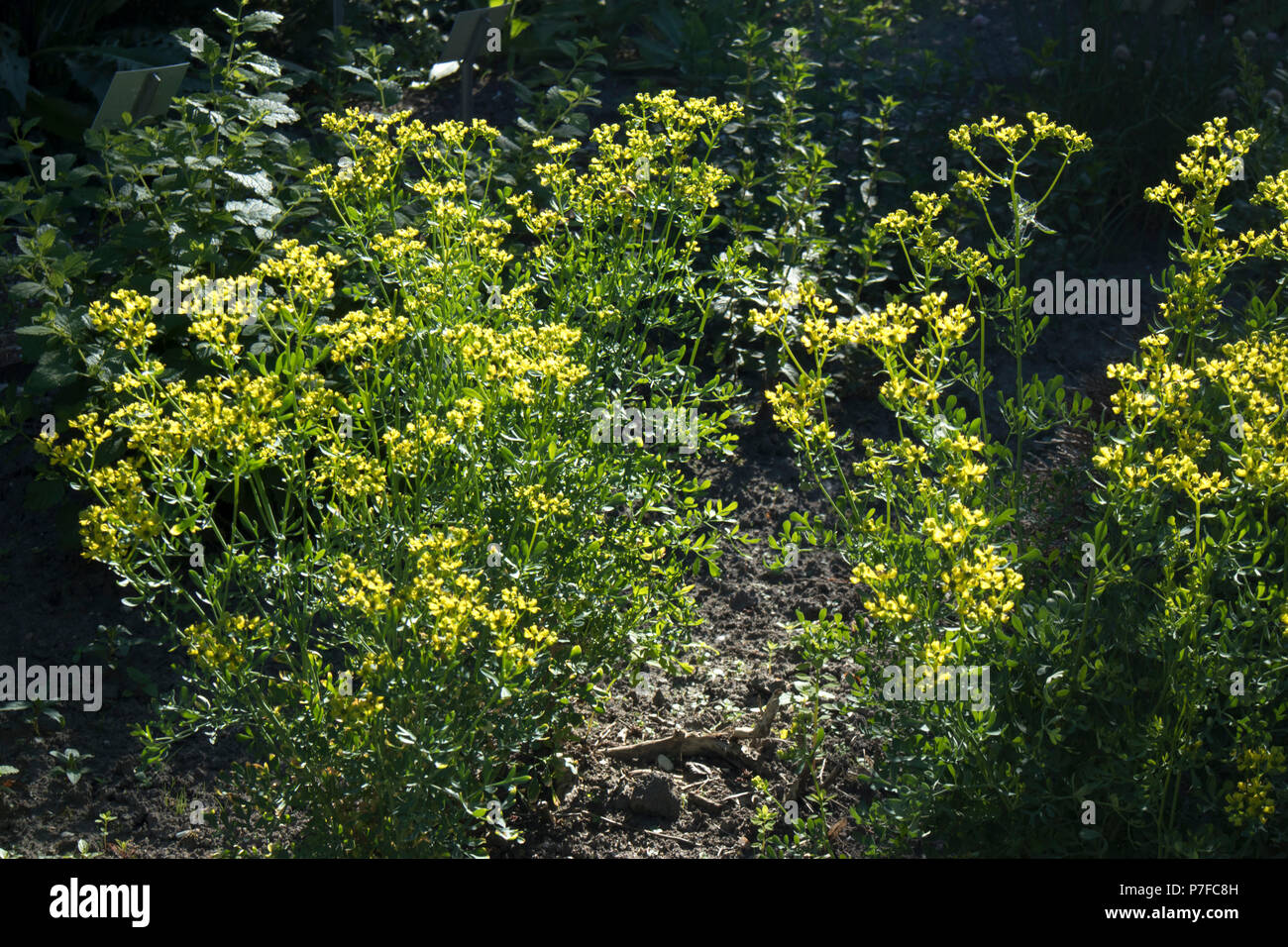 Common rue ruta graveolens in flower hi-res stock photography and ...