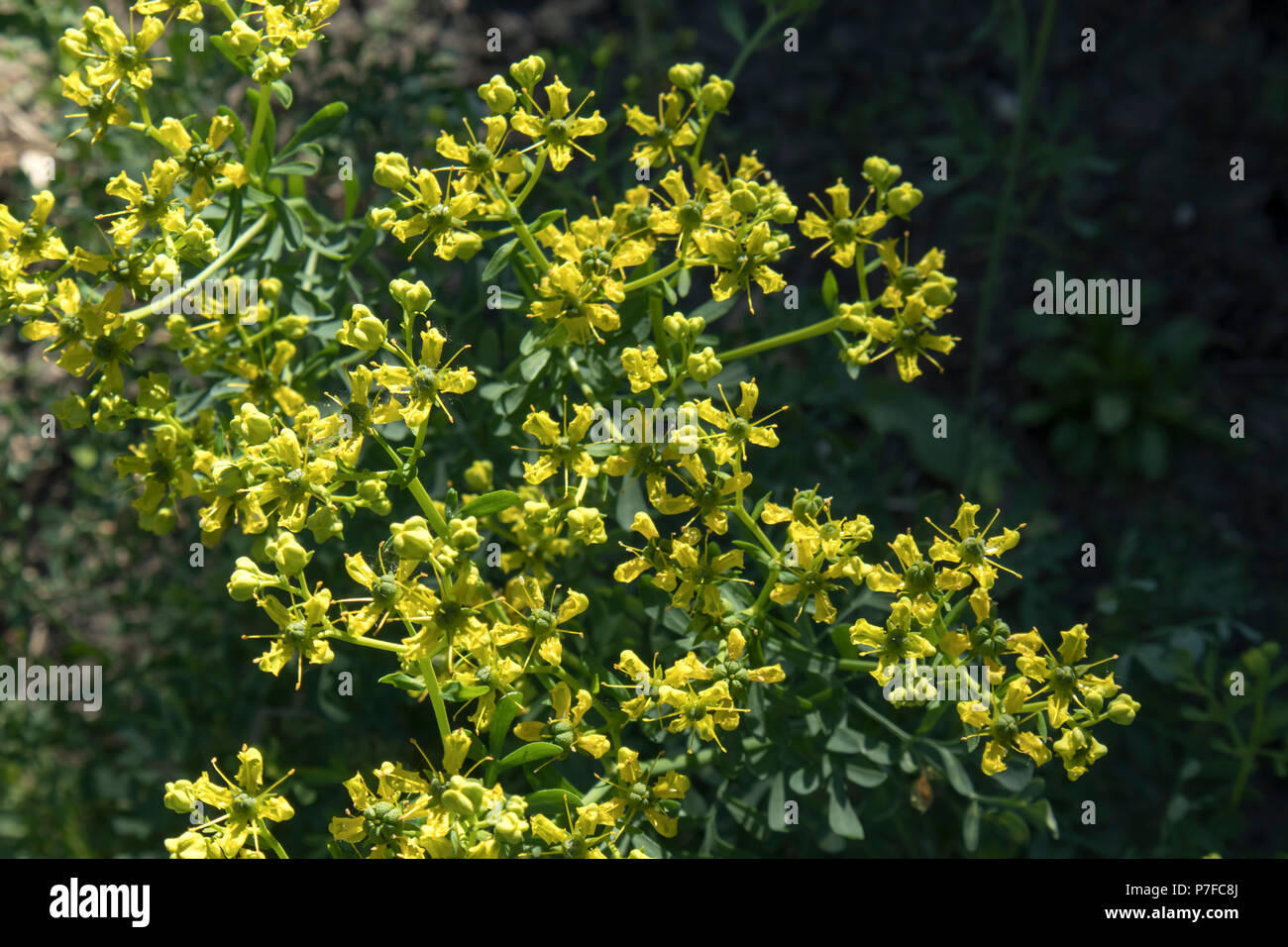 Common rue with flowers, Ruta graveolens, in garden Stock Photo - Alamy