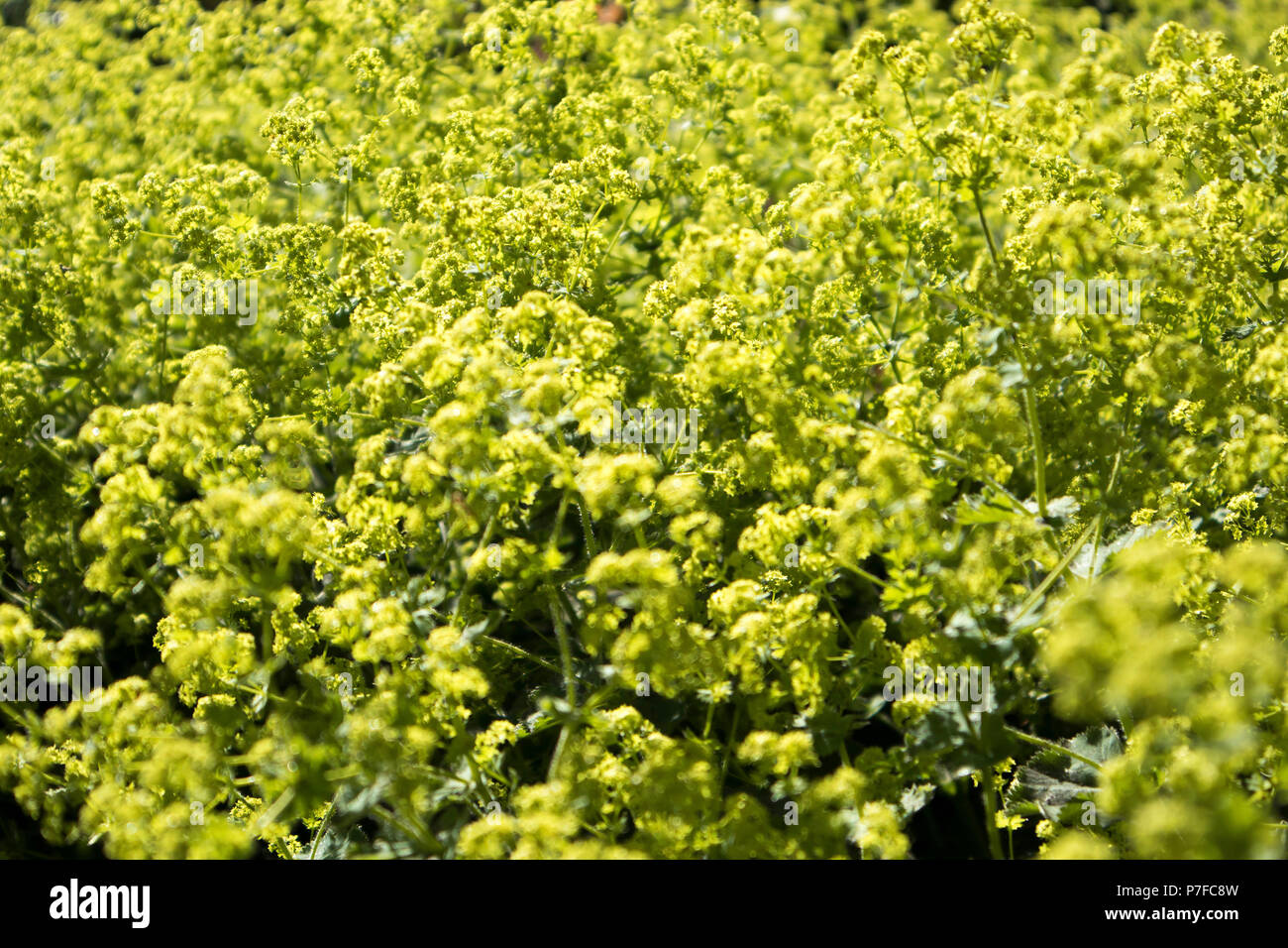 Common rue with flowers, Ruta graveolens, in garden Stock Photo - Alamy