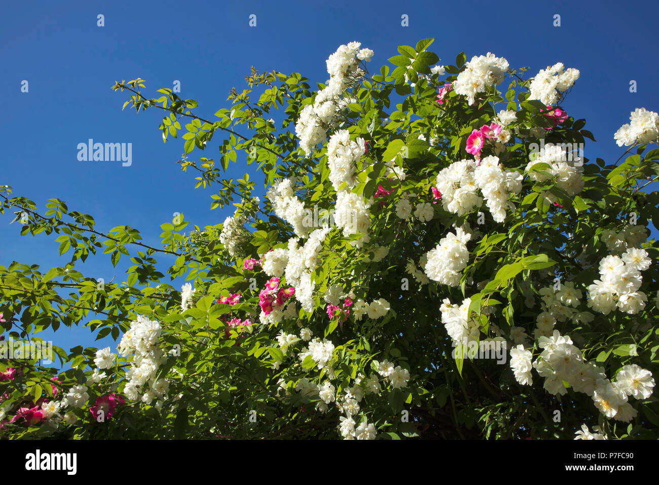 Standard Rose Bushes High Resolution Stock Photography and Images - Alamy