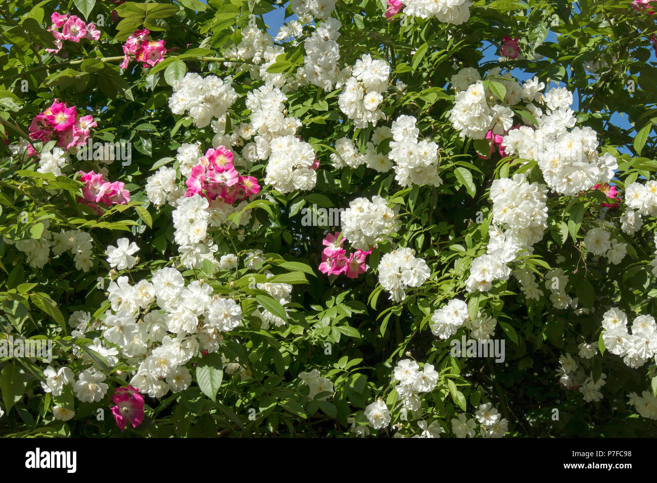 Standard Rose Bushes High Resolution Stock Photography and Images - Alamy