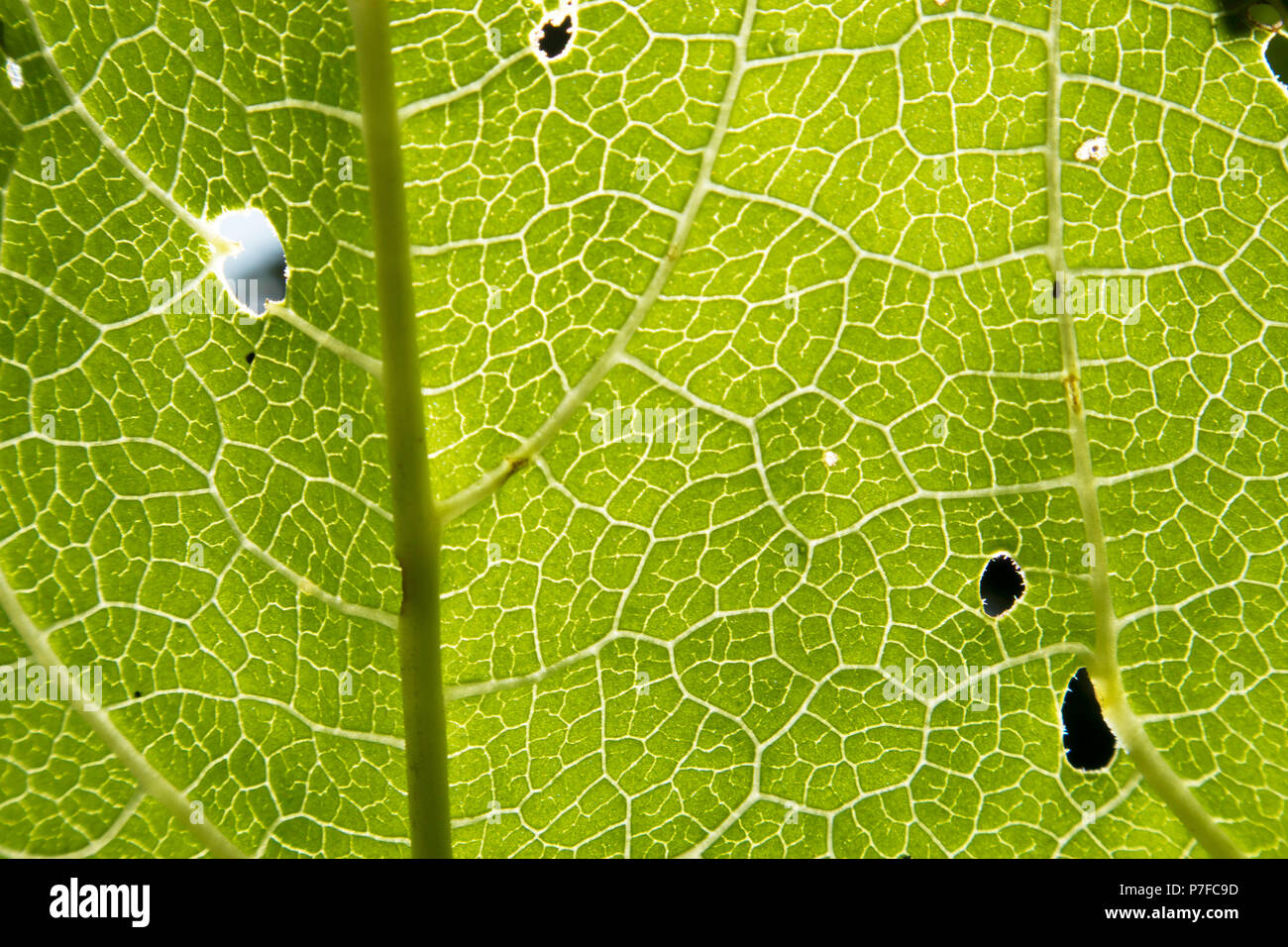the Structure of the green leaf Stock Photo - Alamy