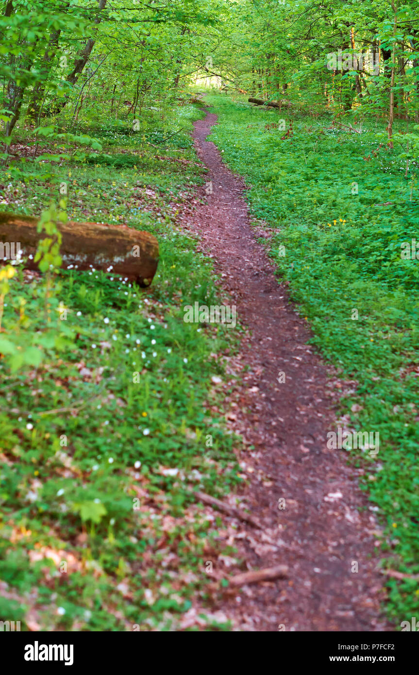 path in green forest in spring, forest path between trees in summer ...