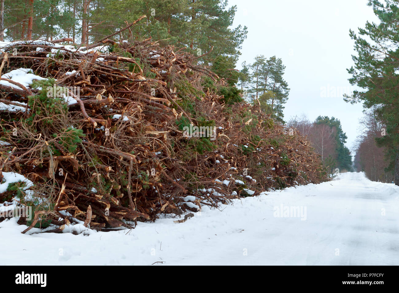 Pile cut branches stack logs hi-res stock photography and images - Alamy