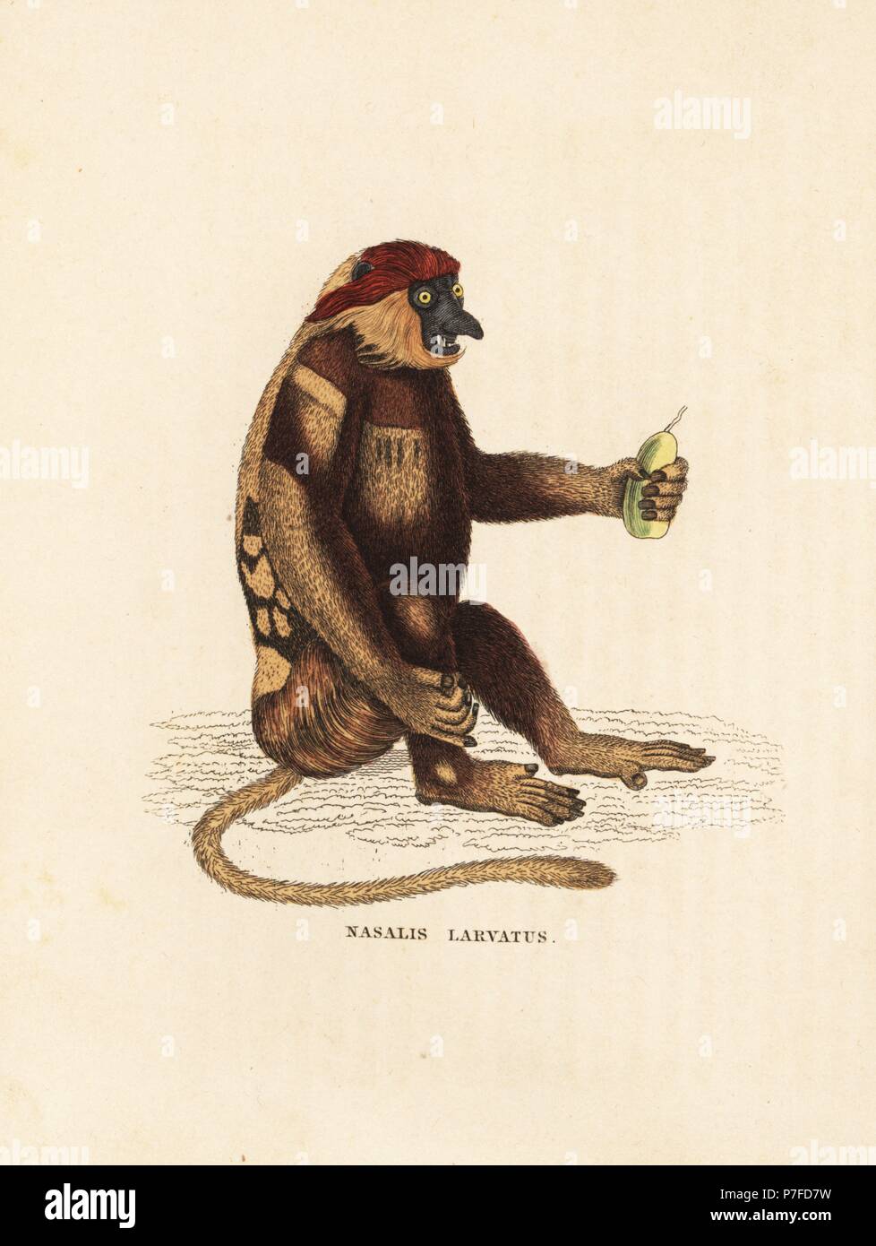 Proboscis monkey or long-nosed monkey, Nasalis larvatus. Endangered ...