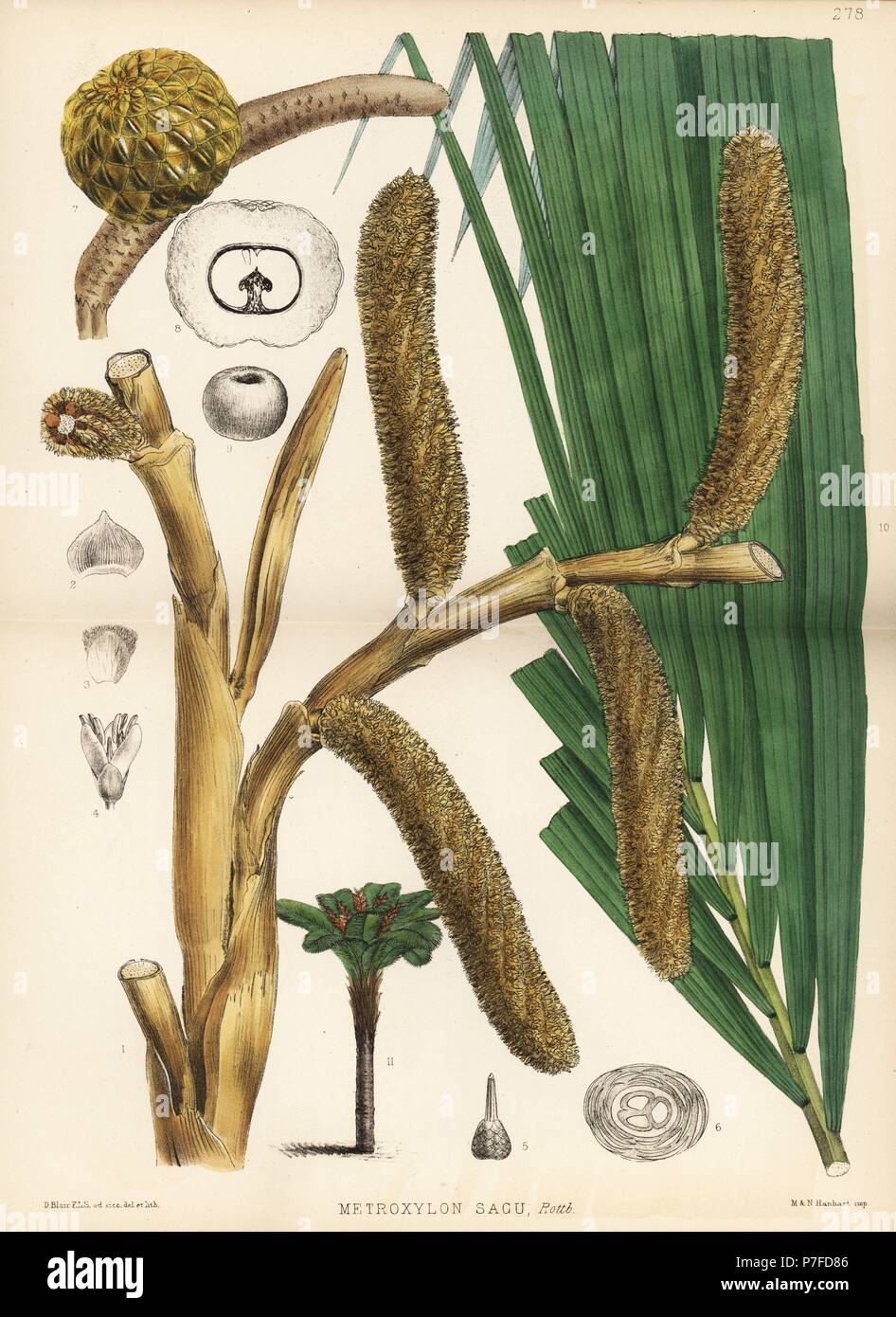 True sago palm, Metroxylon sagu. Handcoloured lithograph by Hanhart ...