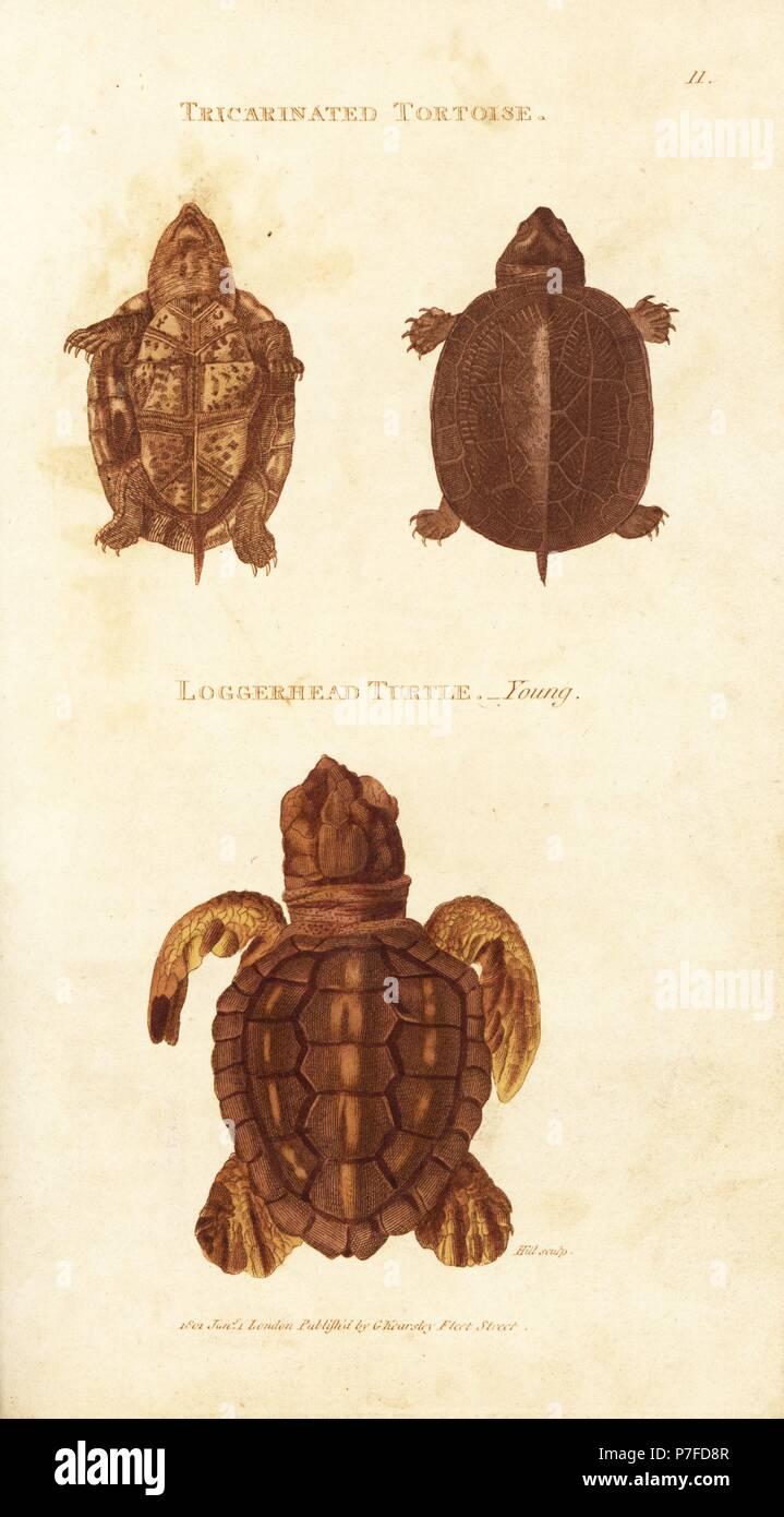 Scorpion mud turtle, Kinosternon scorpioides (Tricarinated tortoise ...