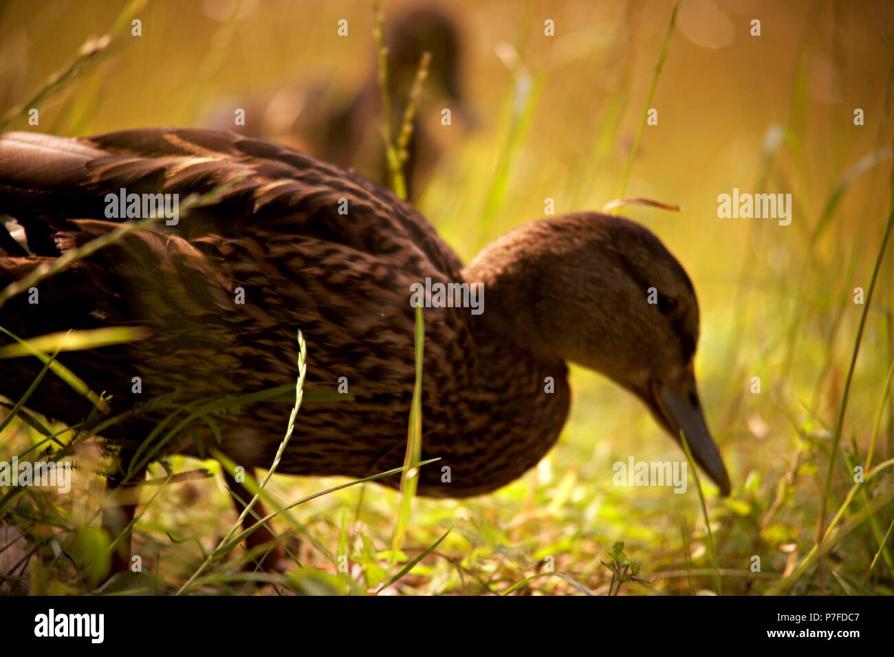 Female duck, grass sharp and nice blurred background Stock Photo - Alamy