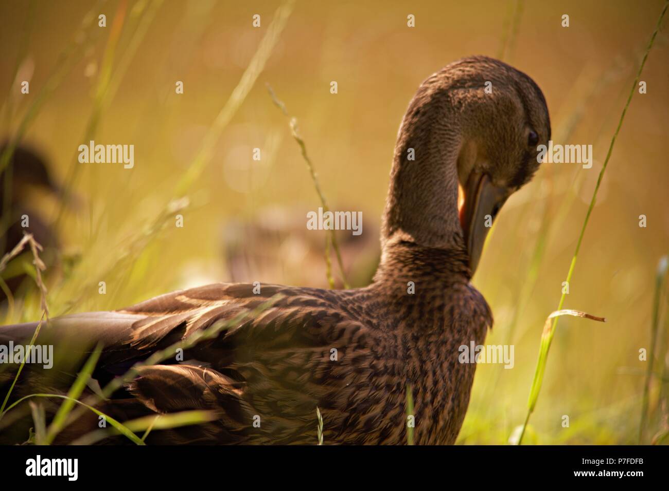 Female duck, grass sharp and nice blurred background Stock Photo - Alamy