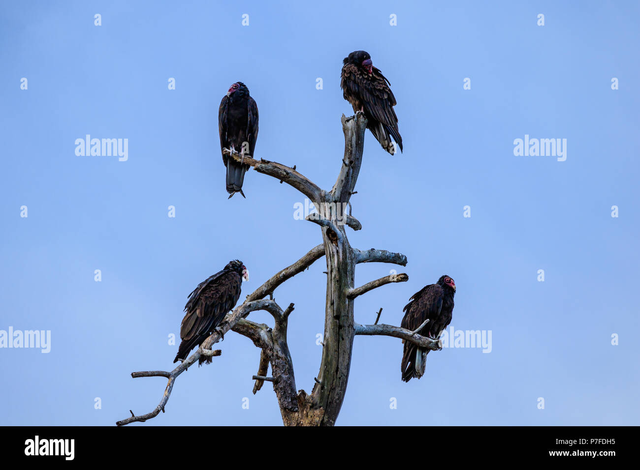 Four turkey vultures perched in dead tree hi-res stock photography and ...