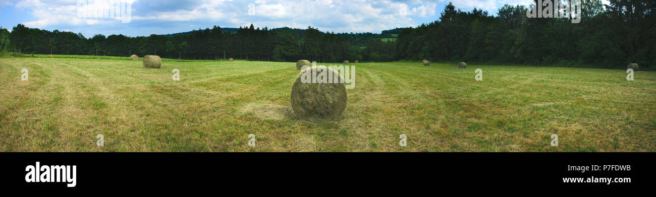 Panoramic shooting, cylindrical hay bales in the meadows in spring in ...