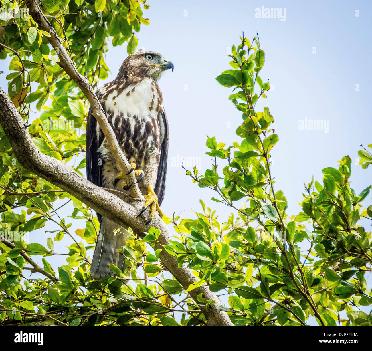 Red tailed hawk perched hi-res stock photography and images - Alamy
