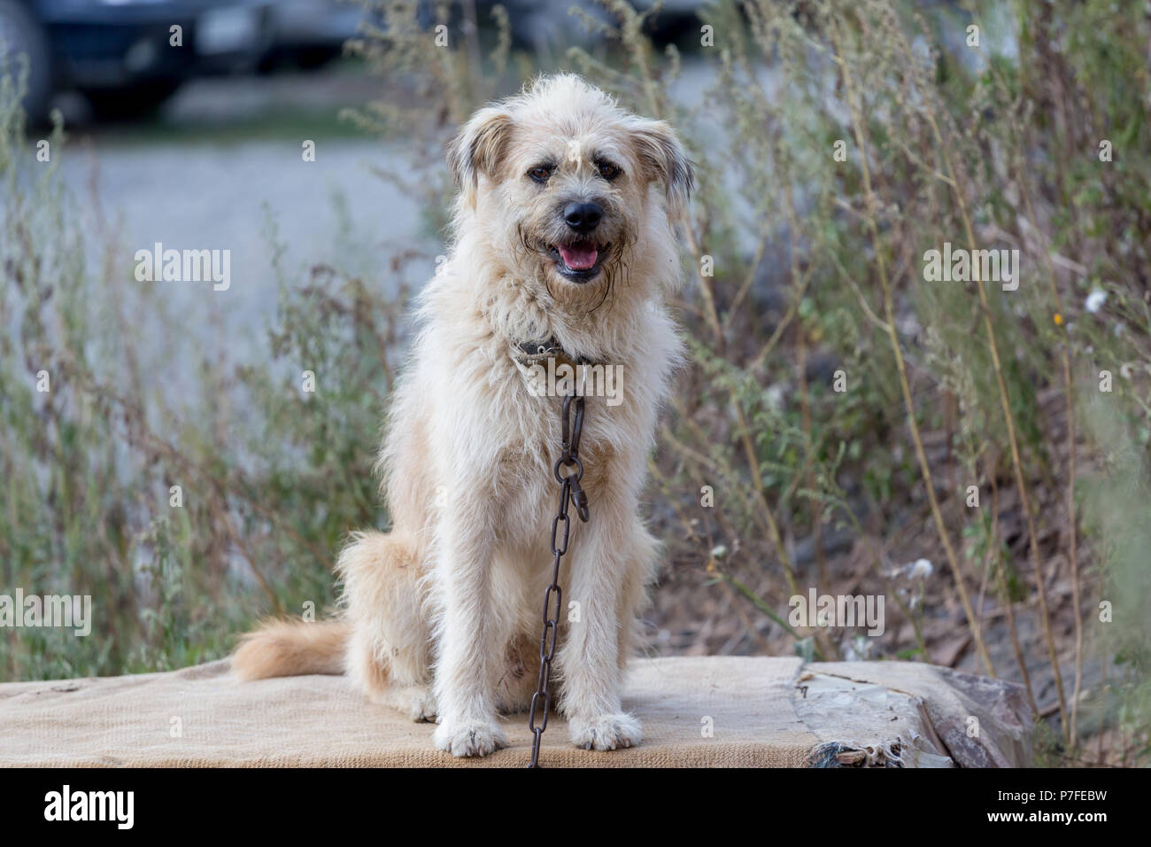 Old watch dog with a chain, he guards car parking Stock Photo - Alamy