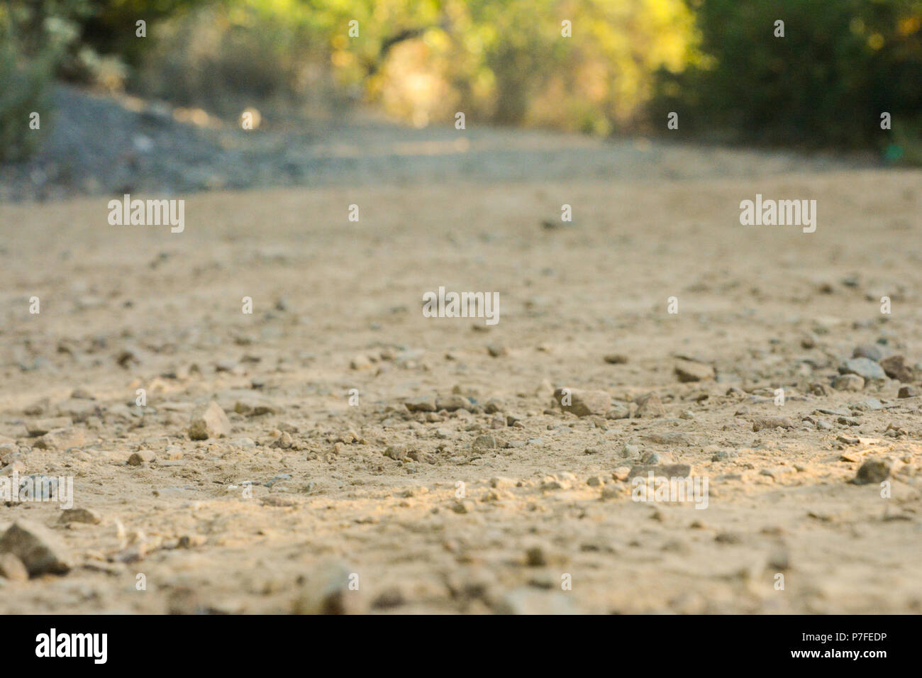 Exploration and venturing: Close up on dirt trail leading down a ...