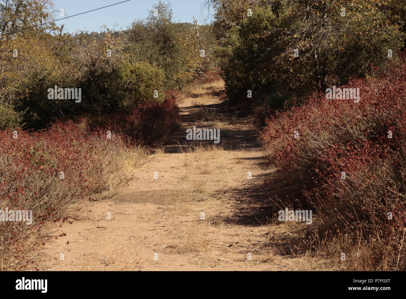 Overgrown country road bordered by native plant buckwheat, California ...