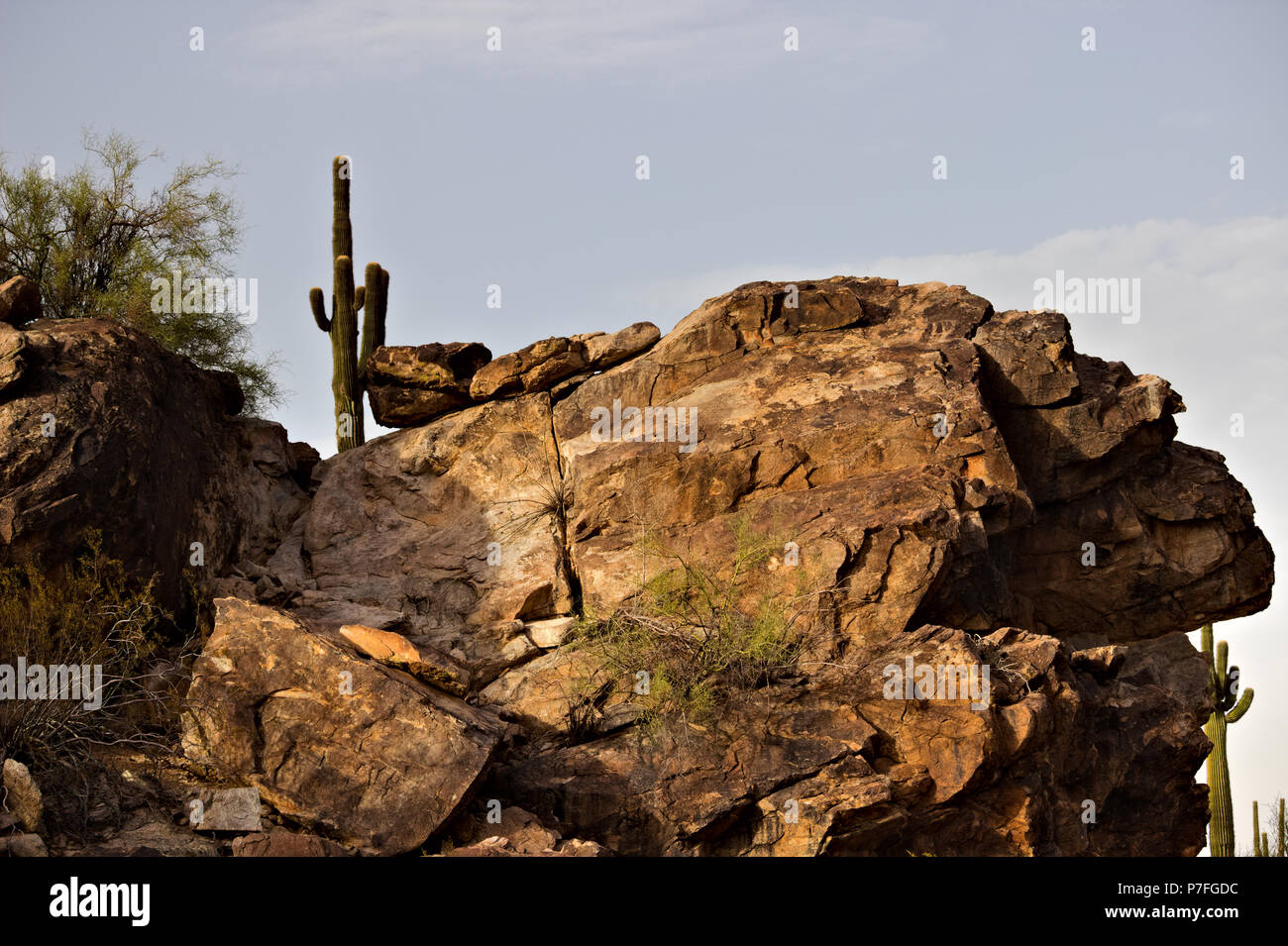 Sonoran desert cactus rock hi-res stock photography and images - Alamy