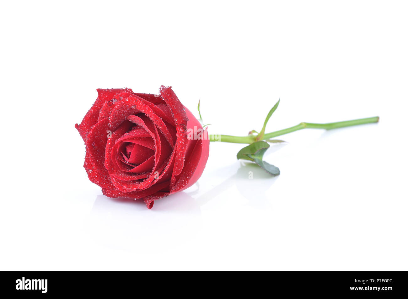 red rose isolated on white background Stock Photo - Alamy