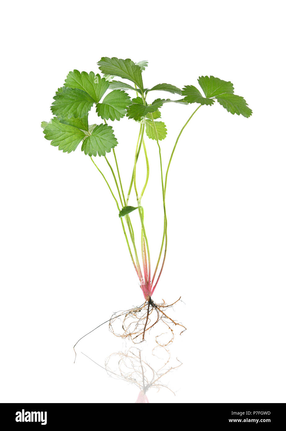 Strawberry plant roots hi-res stock photography and images - Alamy