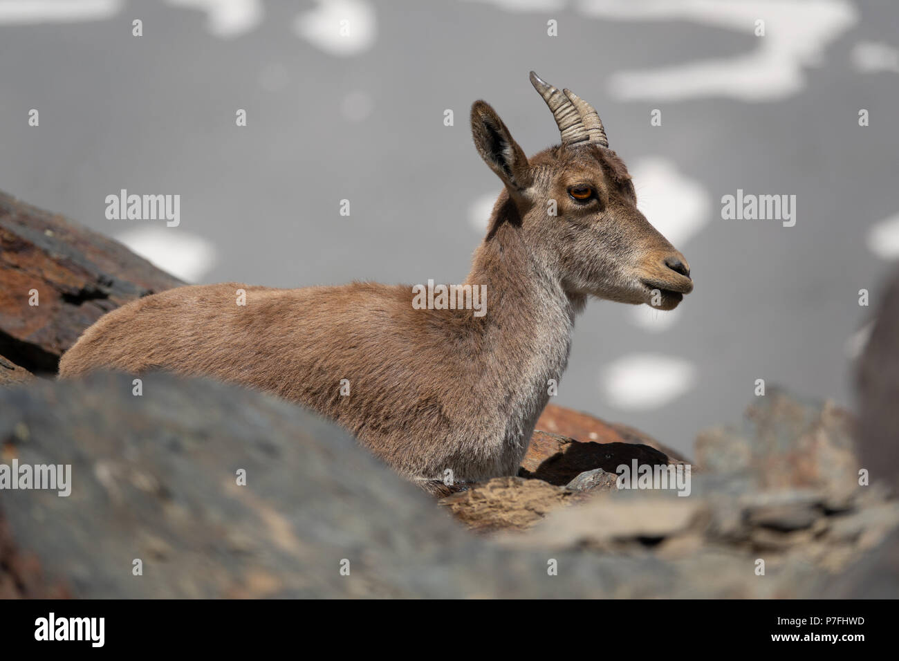 Mountain goat behind the rocks over mountain peak Stock Photo - Alamy
