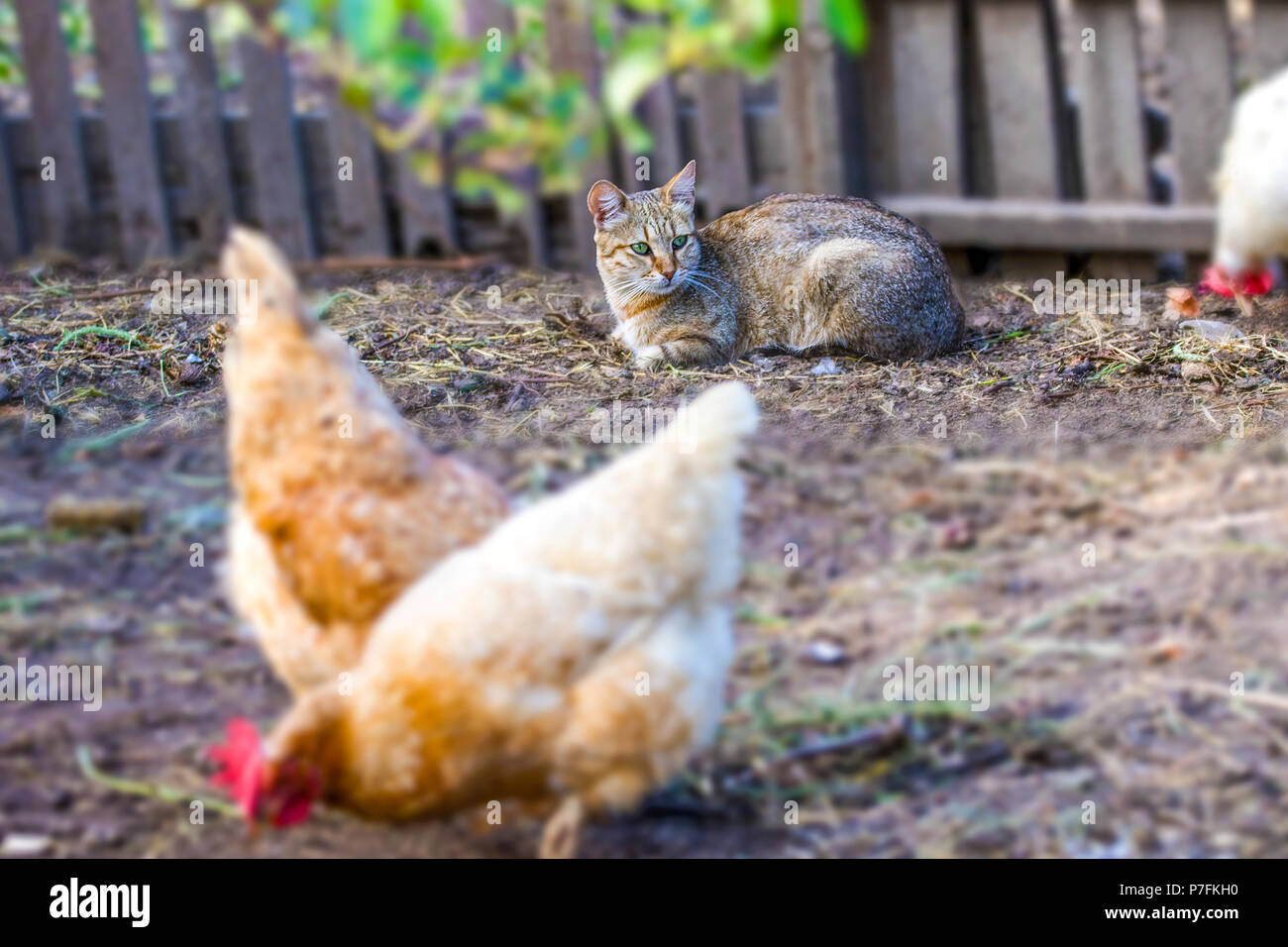 Cat rooster hi-res stock photography and images - Alamy