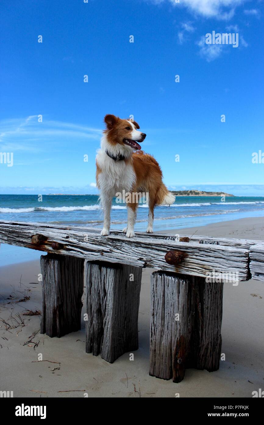 Border collie dog on wharf at beach Stock Photo - Alamy