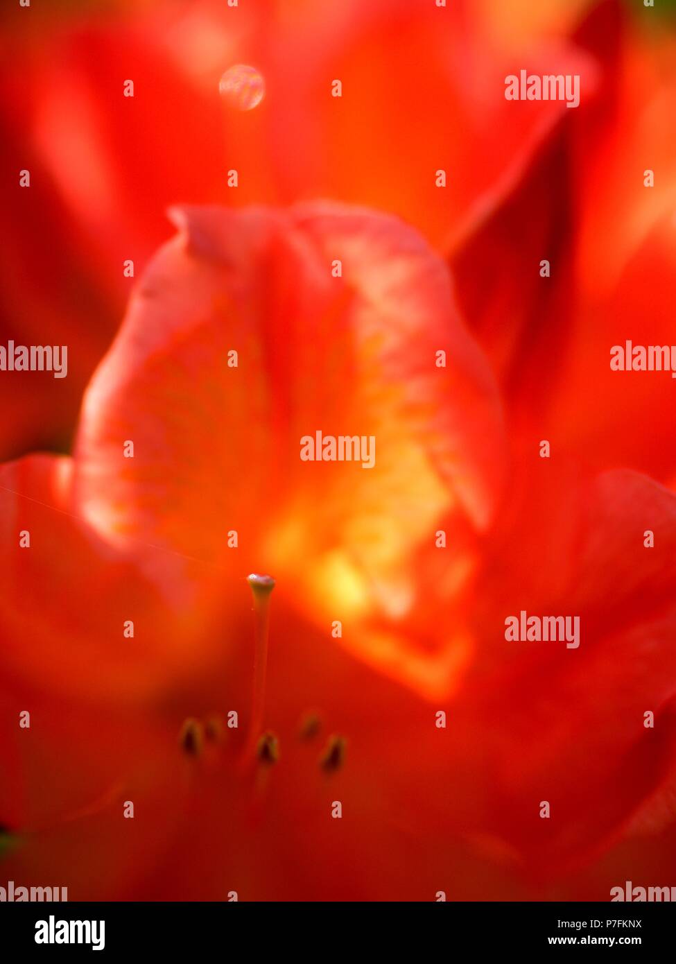 Detailed red azalea flowers in park. Popular houseplants, favorite ...