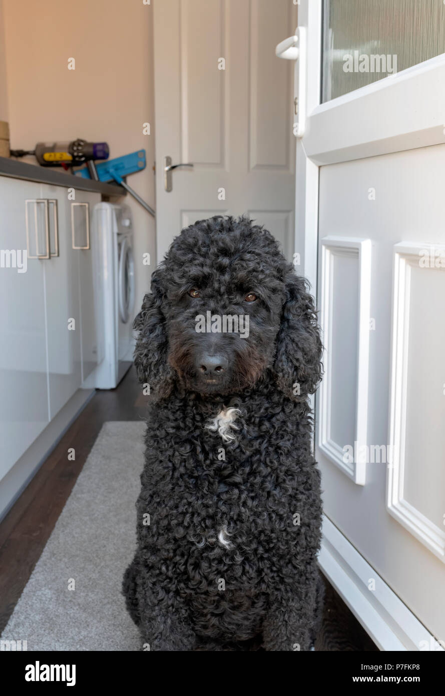 Beautiful black Labradoodle dog sitting in the doorway of a house Stock ...