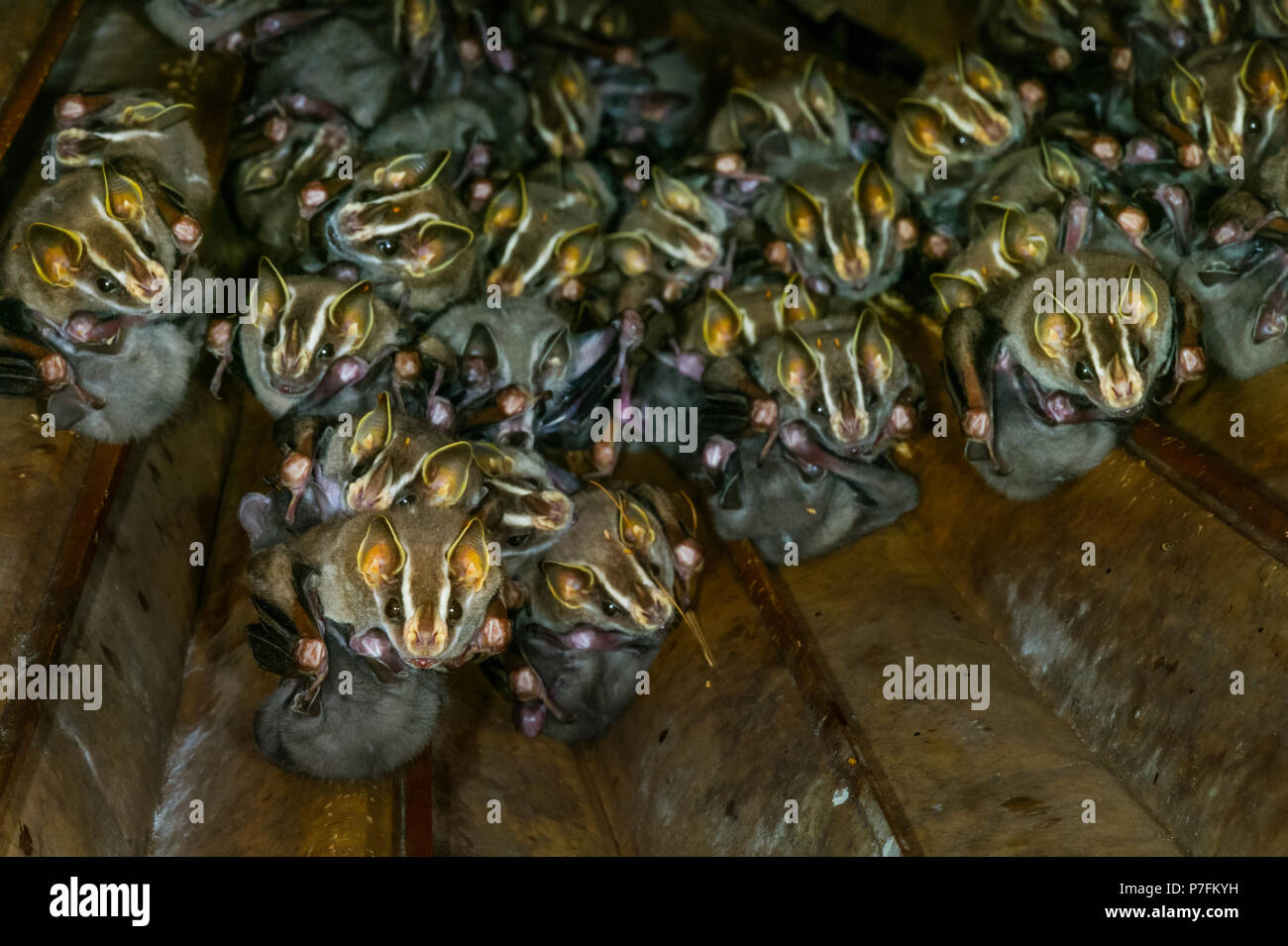 Common Tent-making Bats with young, Uroderma bilobatum, Soberania ...