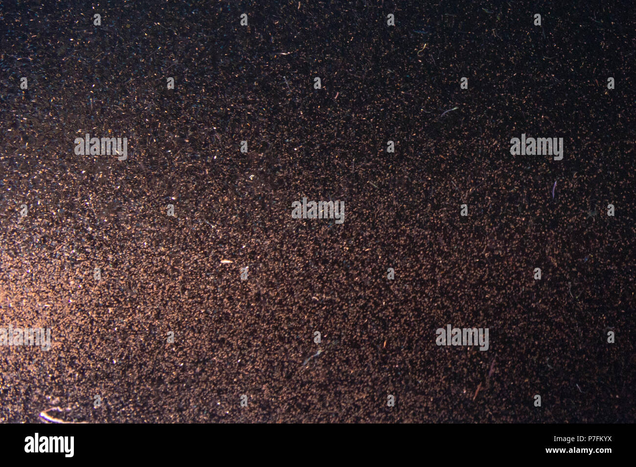 krill in the sea macro detail Stock Photo - Alamy