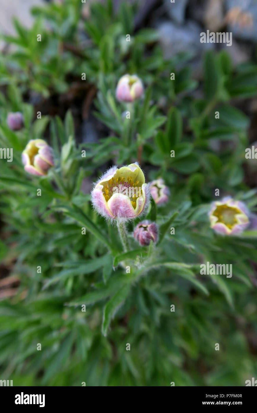 cut-leaf anemones, Glacier National Park Stock Photo - Alamy