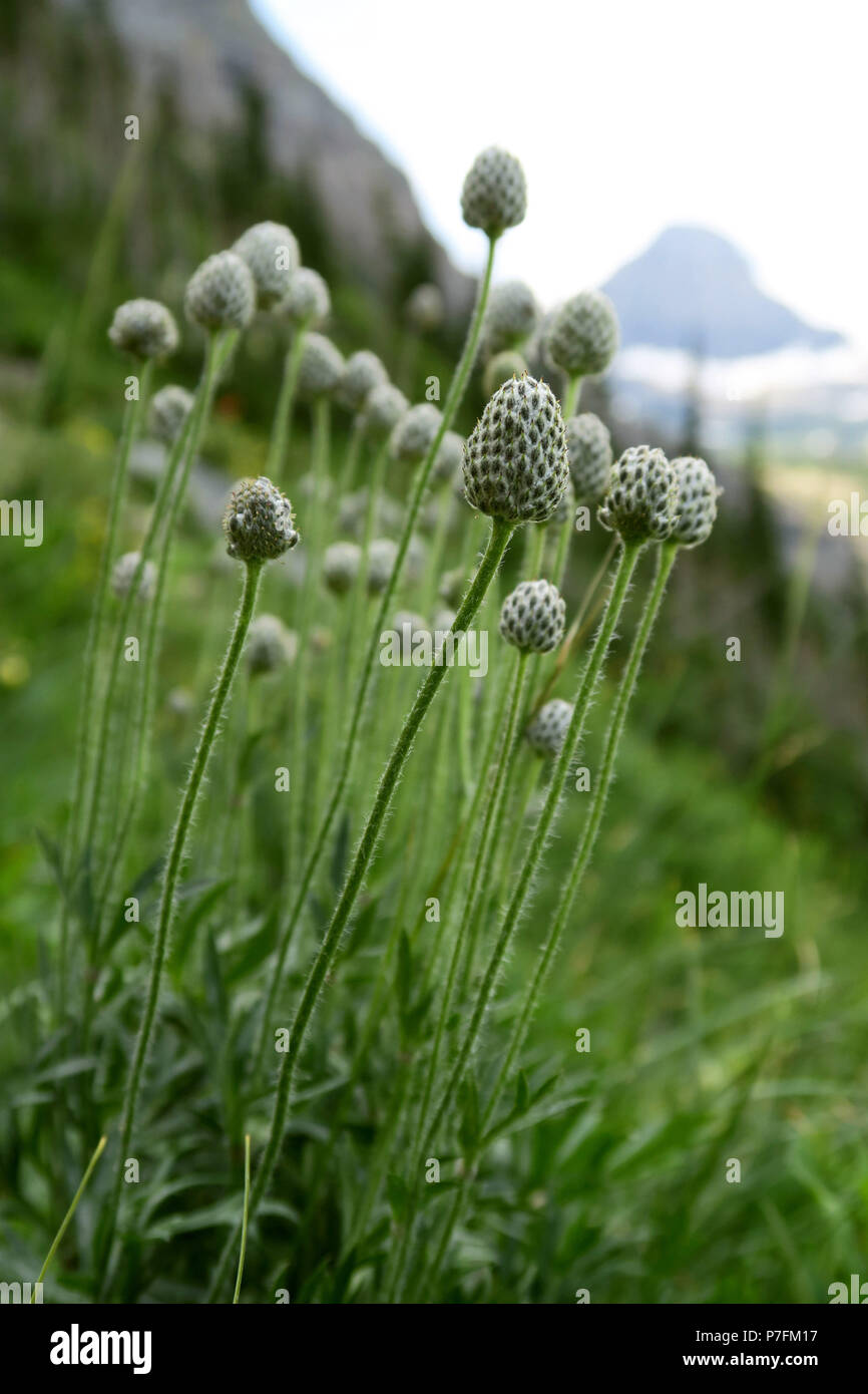 cut-leaf anemones, Glacier National Park Stock Photo - Alamy