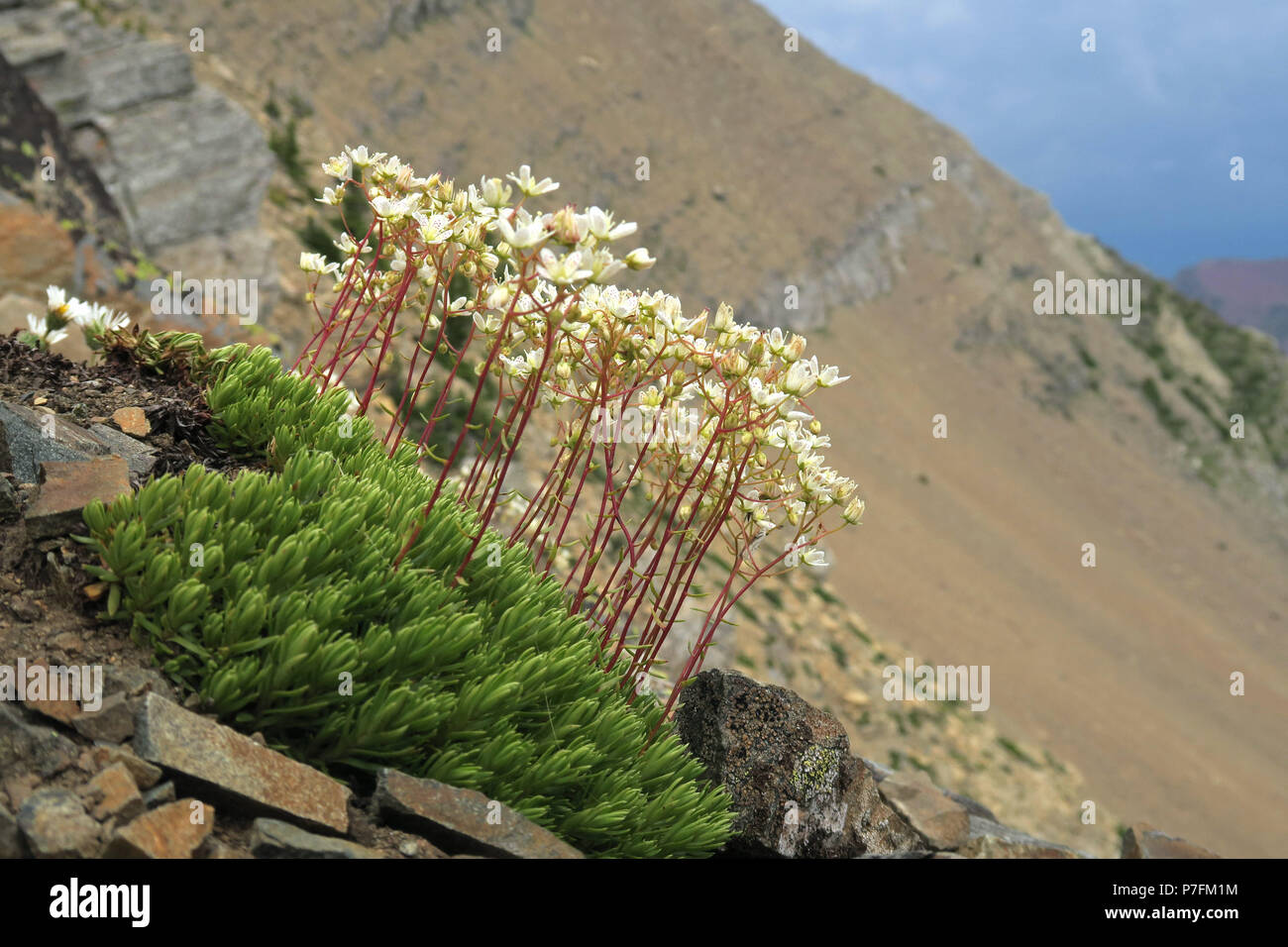 Dot spotted hi-res stock photography and images - Alamy