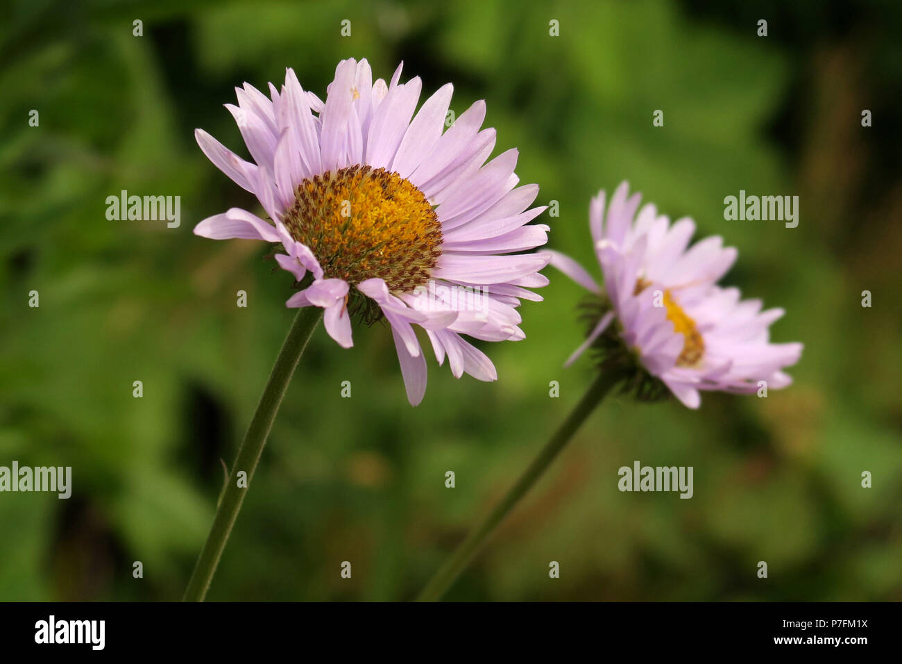 Subalpine wildflowers hi-res stock photography and images - Alamy