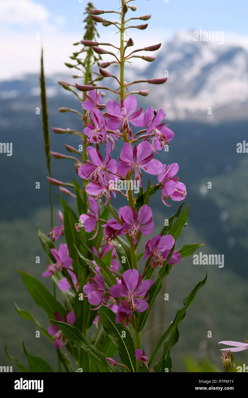 Fireweed flower hi-res stock photography and images - Alamy
